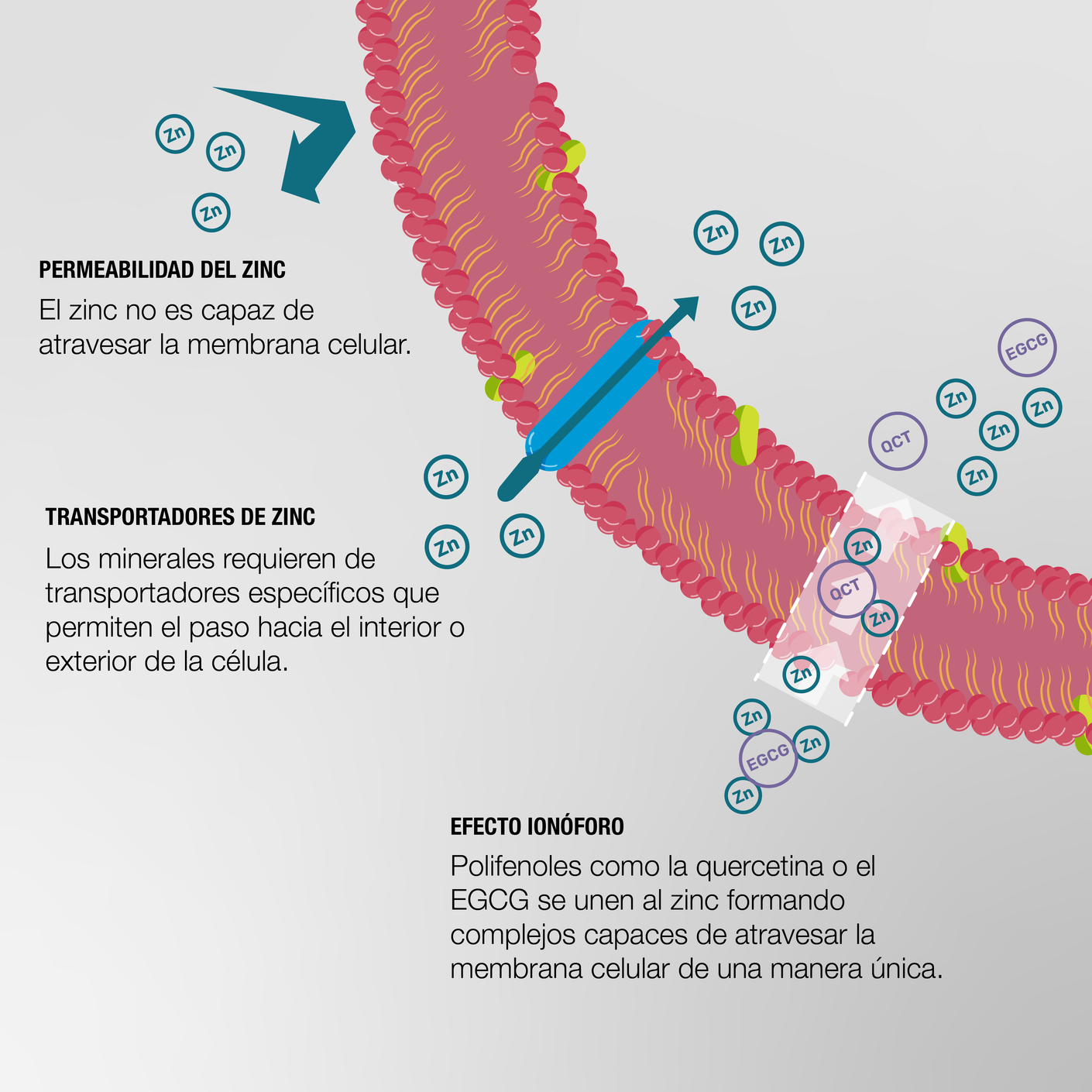 about – Biophenolics
